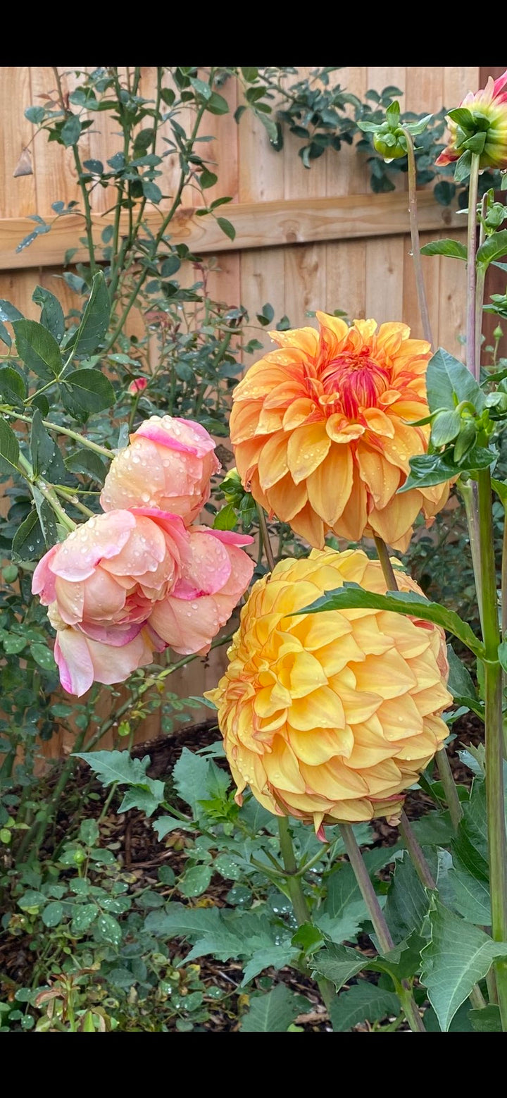 Midnight Flora