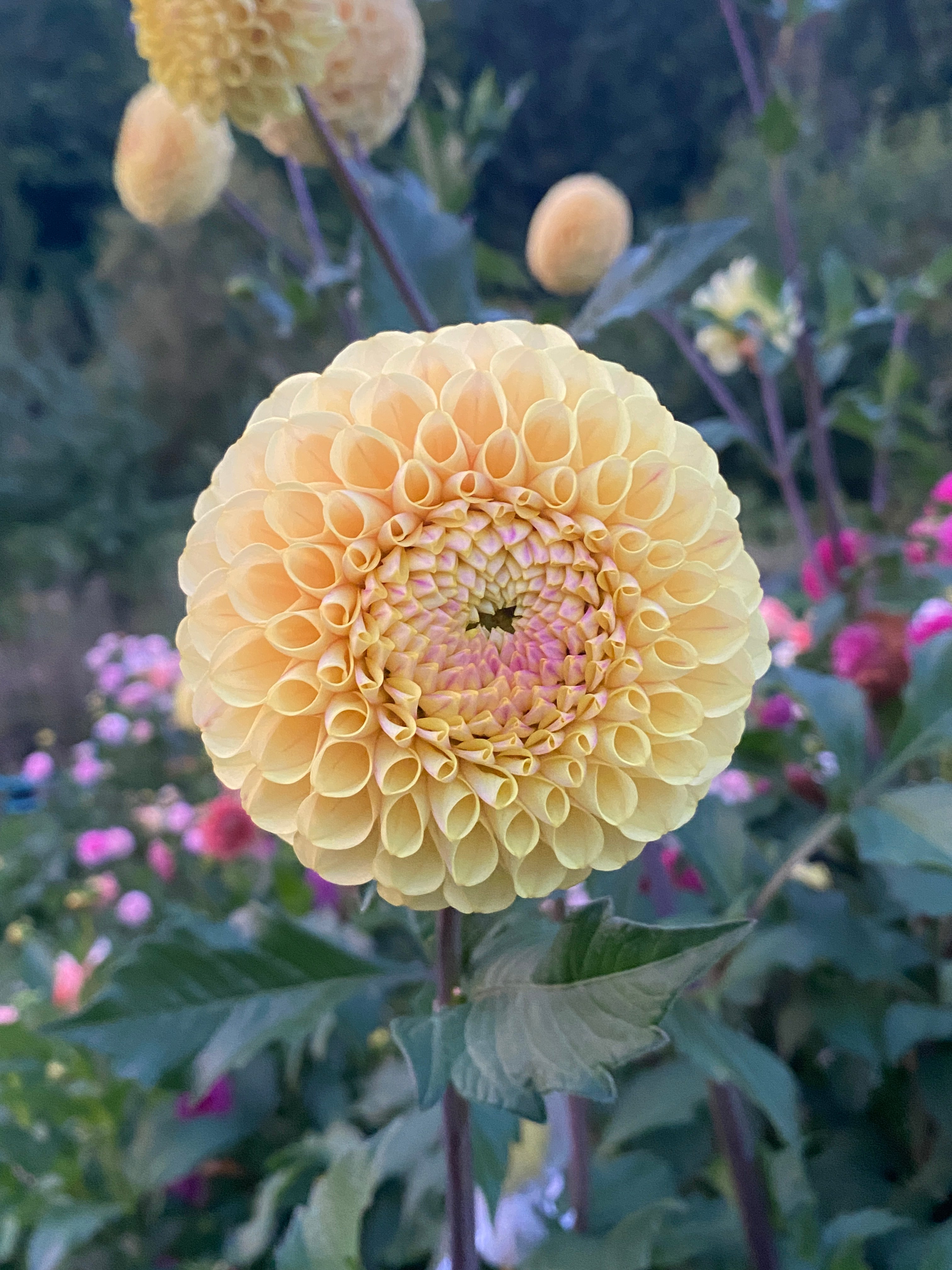 20th Ave Gwen – Midnight Flora