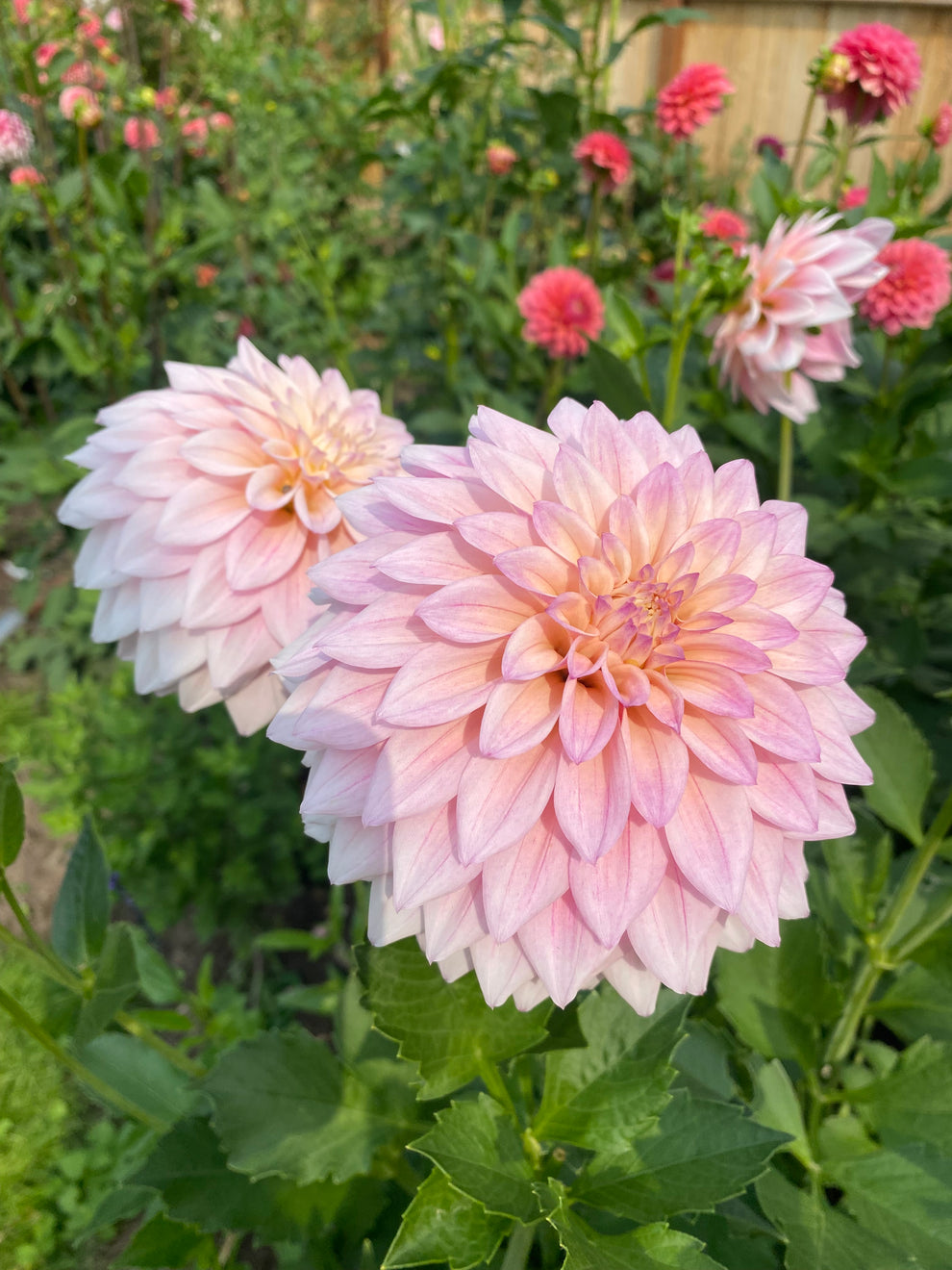 KA Mocha Jake – Midnight Flora